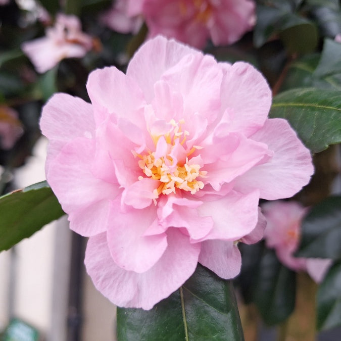 Camellia sasanqua 'Eleonora Genoni' – Majestic Trees
