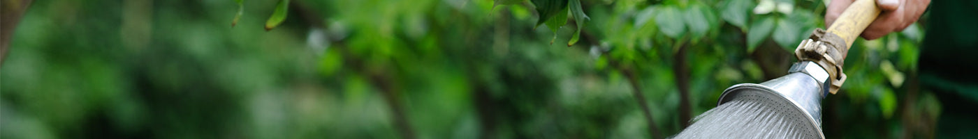 Aftercare Considerations for your Tree | Expert Support Available ...