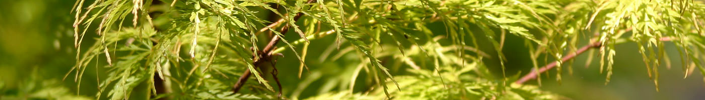 Find Trees FAQs – Majestic Trees