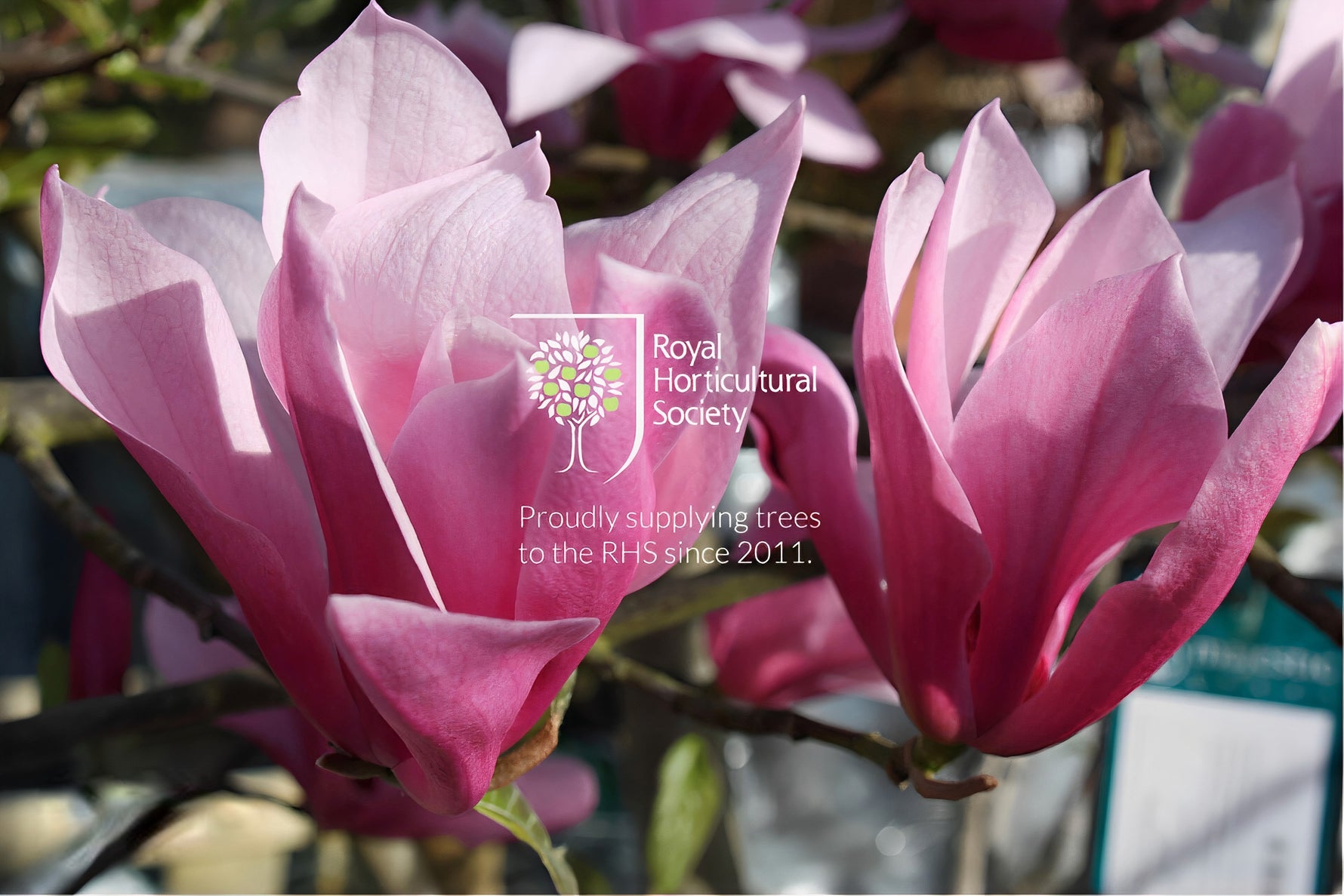 Award Winning Mature Tree Nursery in Hertfordshire – Majestic Trees