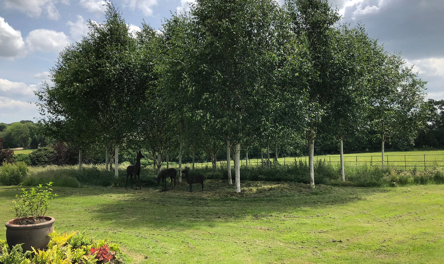 Mature Tree Nursery in Hertfordshire – Majestic Trees
