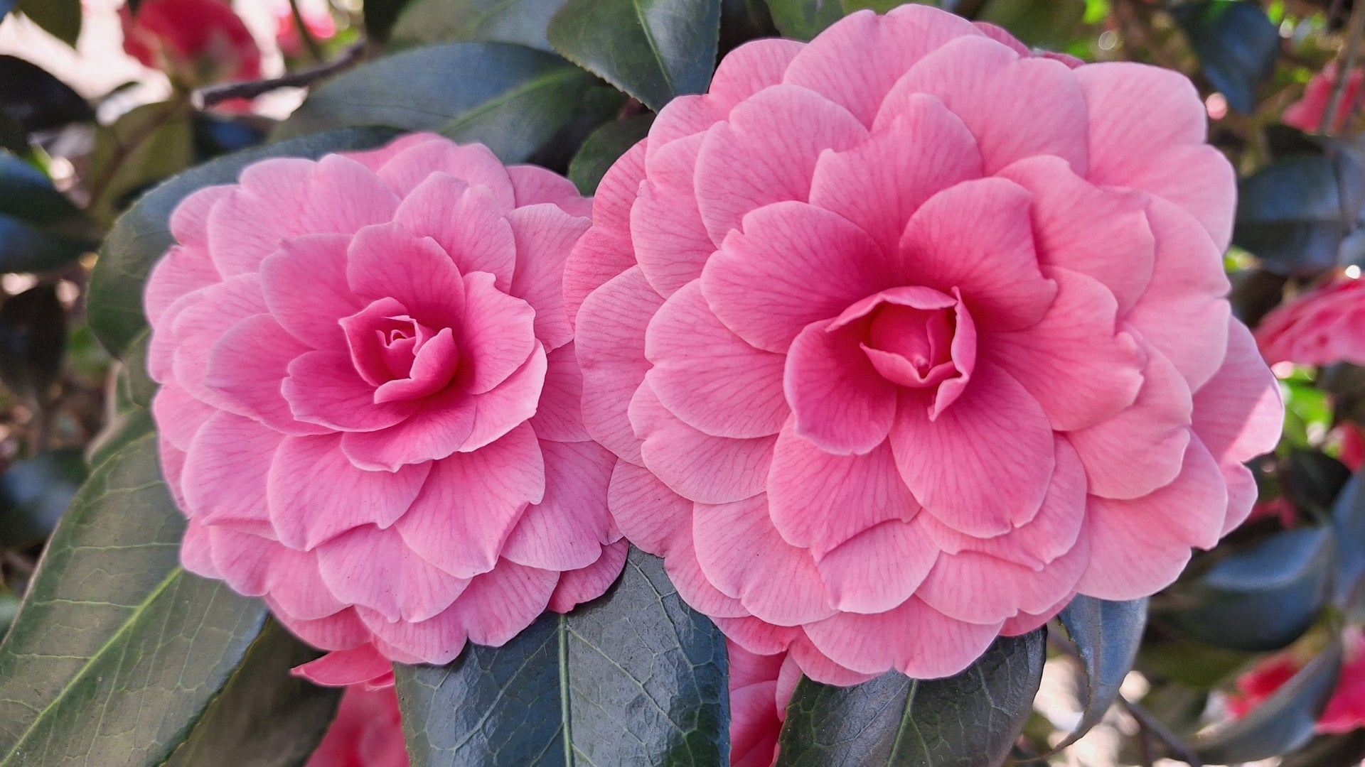 Our Trees – Majestic Trees